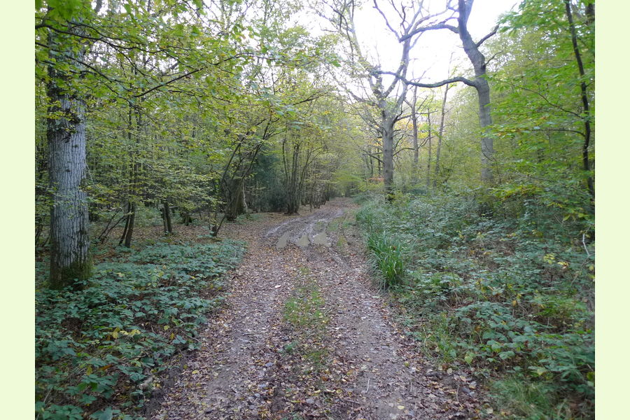 Hurst Wood, Beckley, East Sussex | South East England | Forests.co.uk