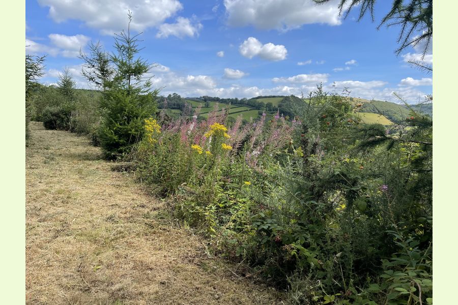 Troed Rhiw Groes, Carmarthenshire, Alltwalis, Carmarthenshire | Wales ...