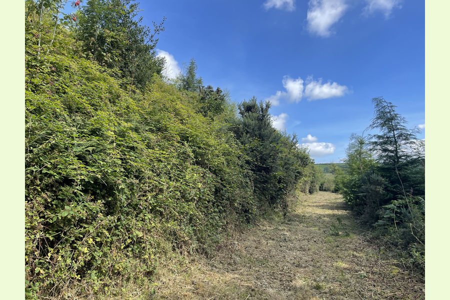 Troed Rhiw Groes, Carmarthenshire, Alltwalis, Carmarthenshire | Wales ...