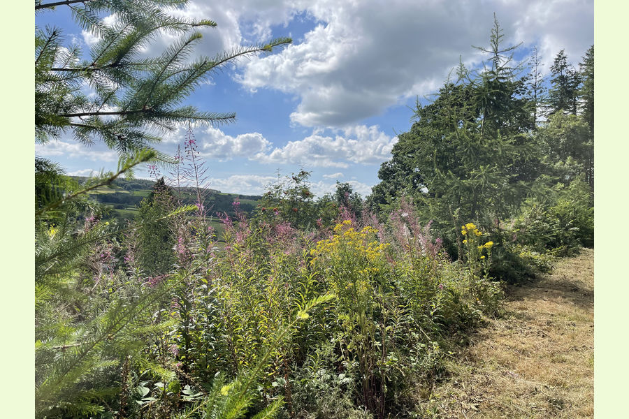 Troed Rhiw Groes, Carmarthenshire, Alltwalis, Carmarthenshire | Wales ...