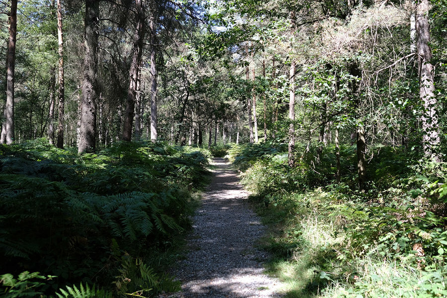 Curl Wood, Eridge, Tunbridge Wells | South East England | Forests.co.uk