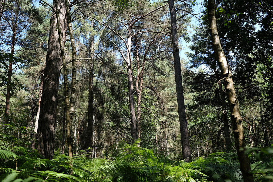 Curl Wood, Eridge, Tunbridge Wells | South East England | Forests.co.uk