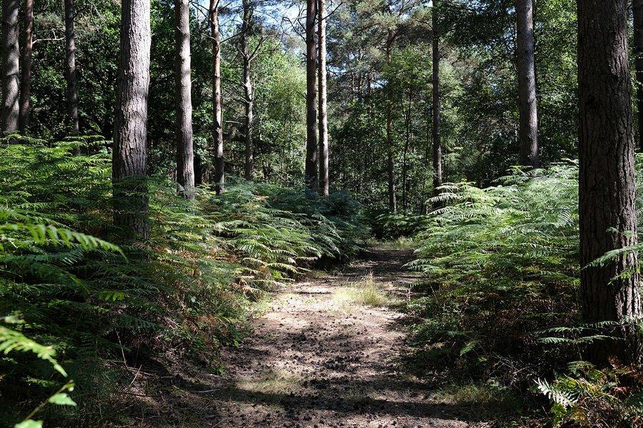 Curl Wood, Eridge, Tunbridge Wells | South East England | Forests.co.uk