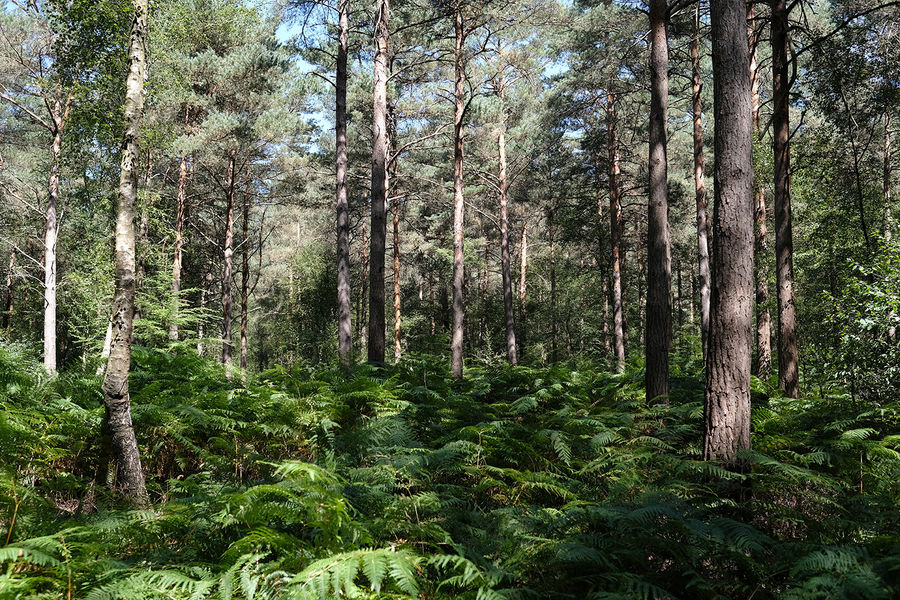 Curl Wood, Eridge, Tunbridge Wells | South East England | Forests.co.uk