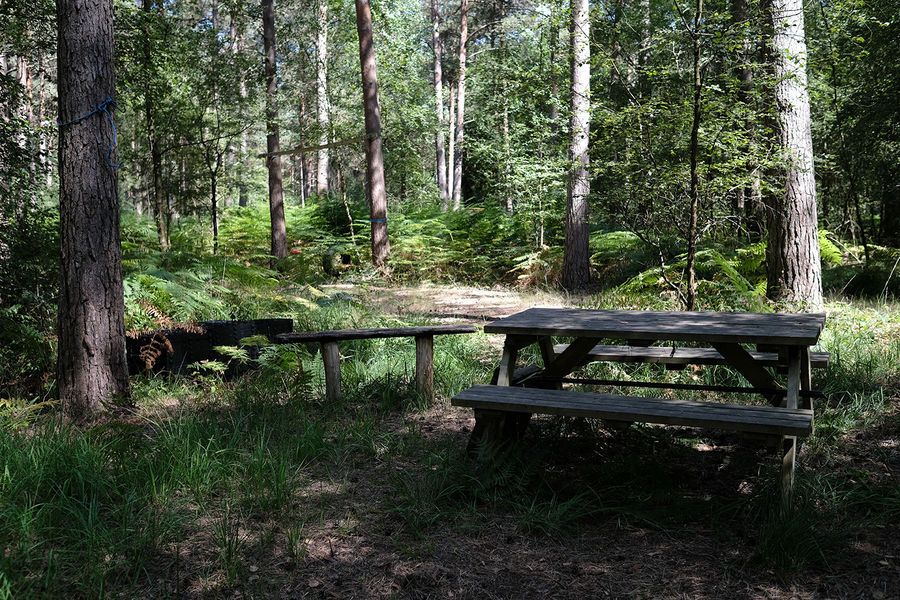 Curl Wood, Eridge, Tunbridge Wells | South East England | Forests.co.uk