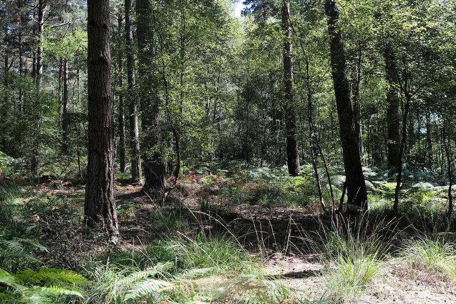 Curl Wood, Eridge, Tunbridge Wells | South East England | Forests.co.uk