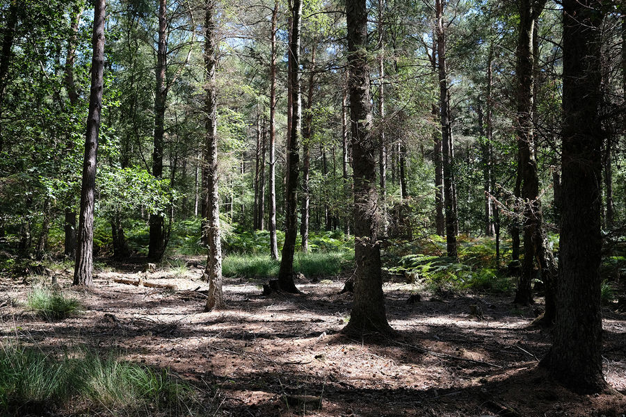Curl Wood, Eridge, Tunbridge Wells | South East England | Forests.co.uk