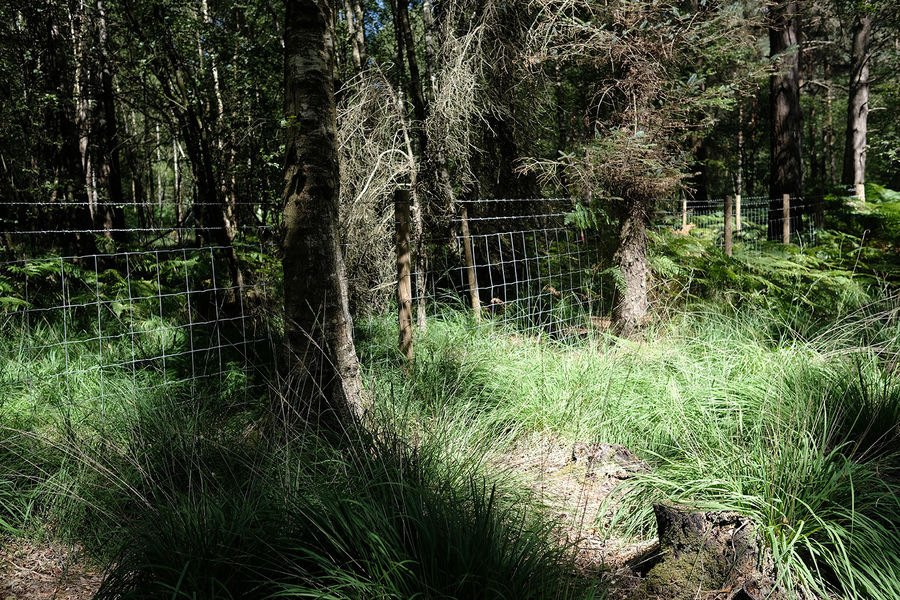 Curl Wood, Eridge, Tunbridge Wells | South East England | Forests.co.uk