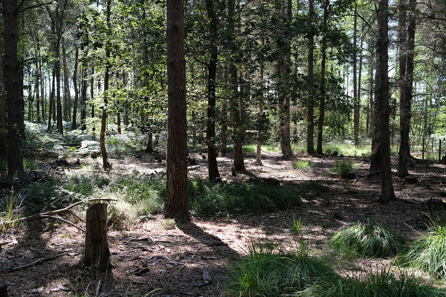 Curl Wood, Eridge, Tunbridge Wells | South East England | Forests.co.uk