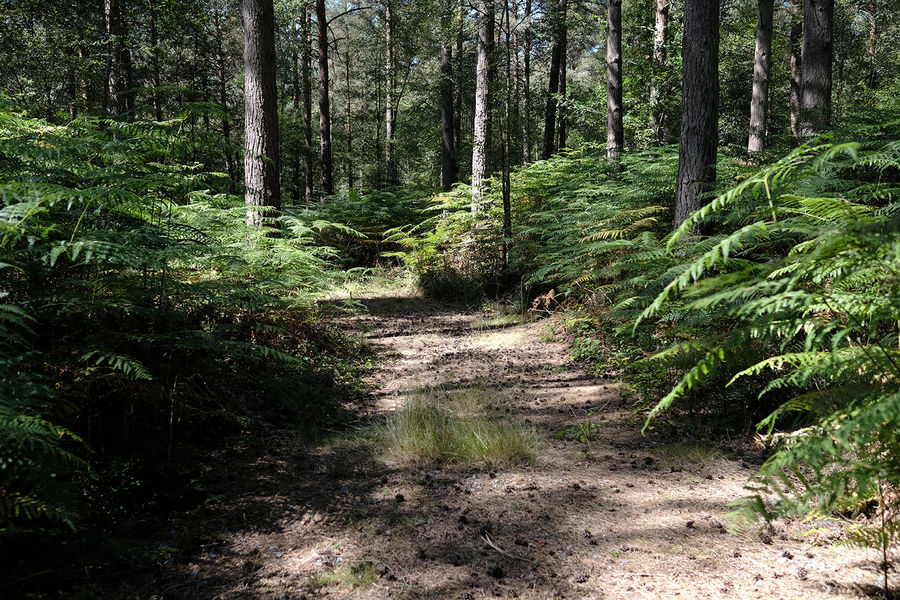 Curl Wood, Eridge, Tunbridge Wells | South East England | Forests.co.uk