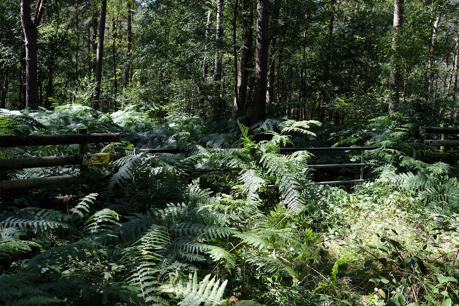 Curl Wood, Eridge, Tunbridge Wells | South East England | Forests.co.uk