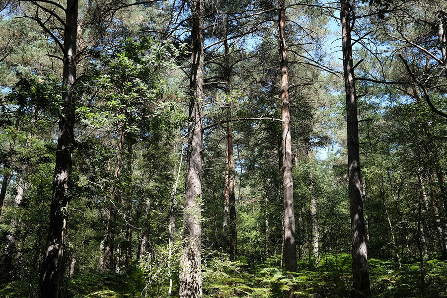 Curl Wood, Eridge, Tunbridge Wells | South East England | Forests.co.uk