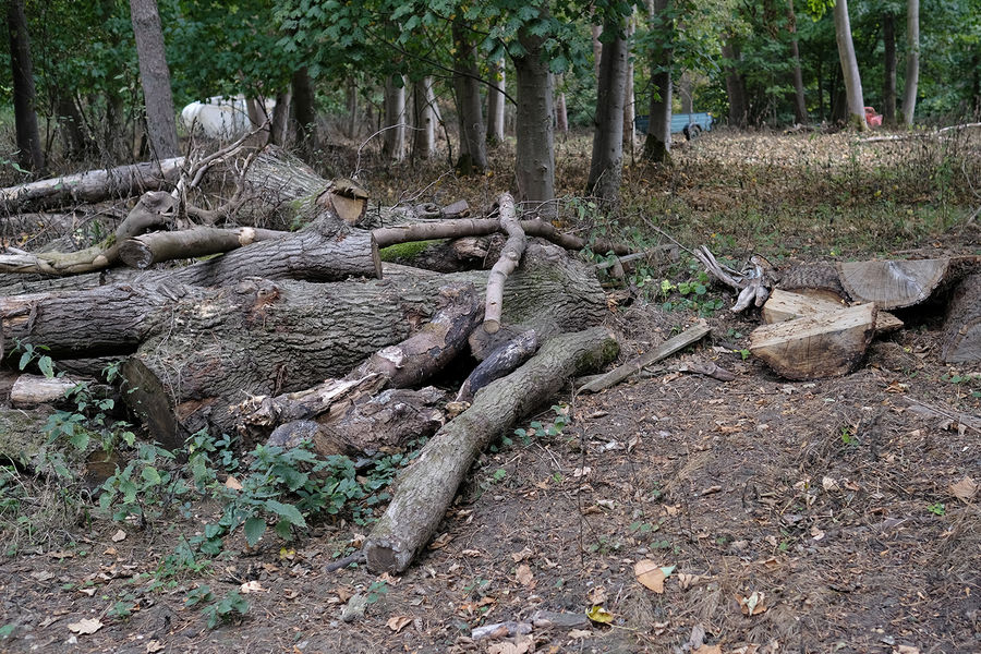 Bare Buck Wood, Bareham Woods, Hemingstone, Ipswich | East Anglia ...