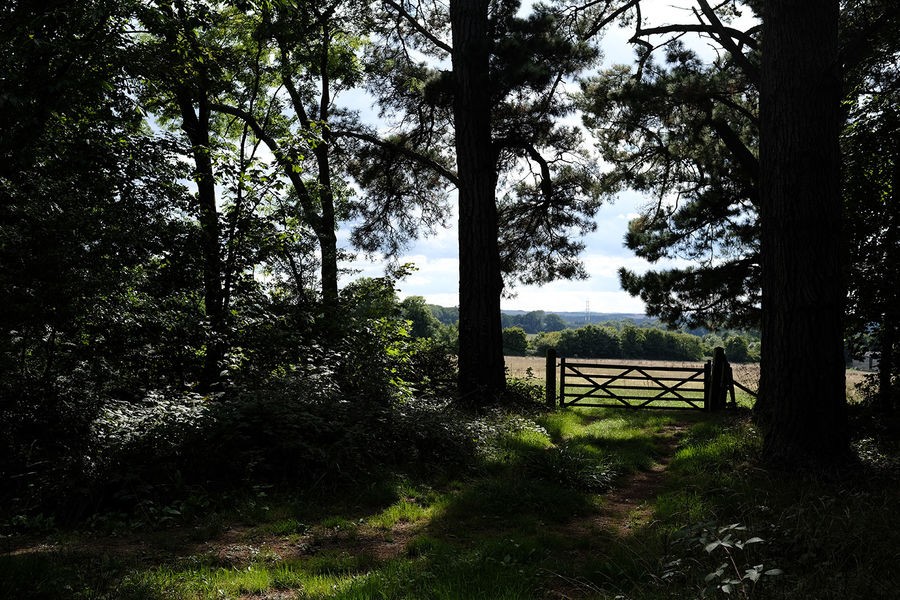 Headstone Copse, Hambledon, Waterlooville, Hampshire | South East ...