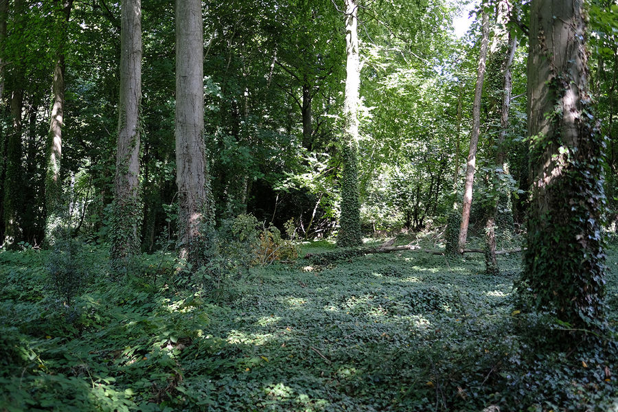 Headstone Copse, Hambledon, Waterlooville, Hampshire | South East ...