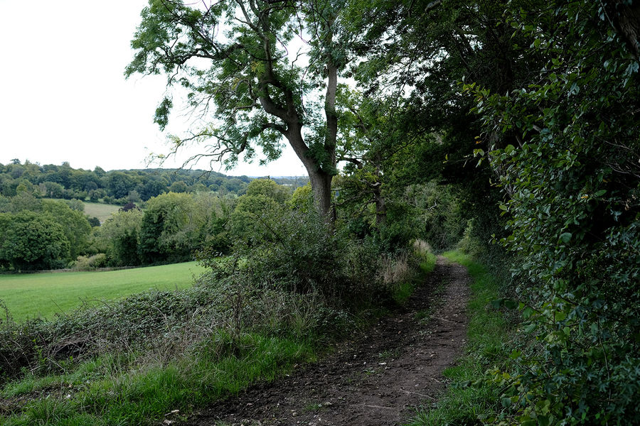 Headstone Copse, Hambledon, Waterlooville, Hampshire | South East ...