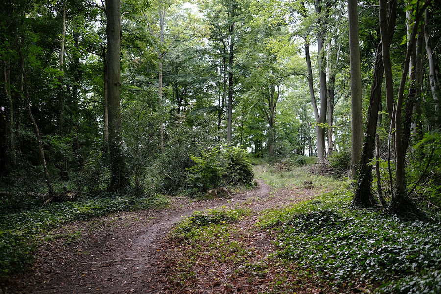 Headstone Copse, Hambledon, Waterlooville, Hampshire | South East ...