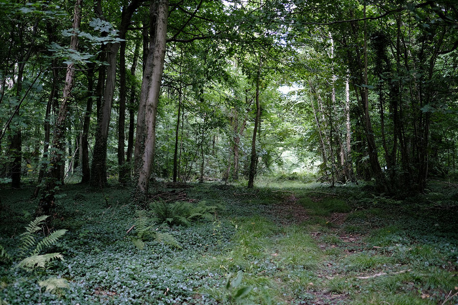 Headstone Copse, Hambledon, Waterlooville, Hampshire | South East ...