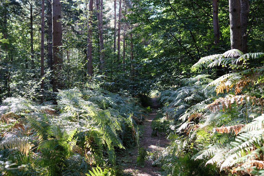 Tap Wood, Sissinghurst, Kent | South East England | Forests.co.uk