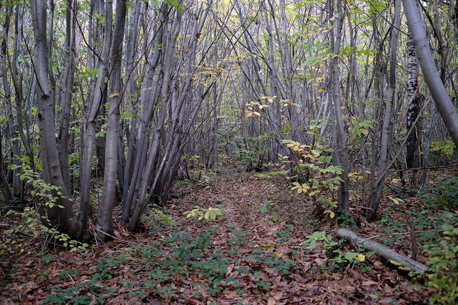 Chaff Wood, Petham, Canterbury, Kent | South East England | Forests.co.uk