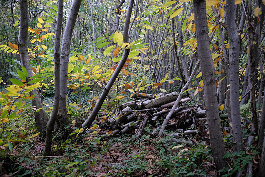 Chaff Wood, Petham, Canterbury, Kent | South East England | Forests.co.uk