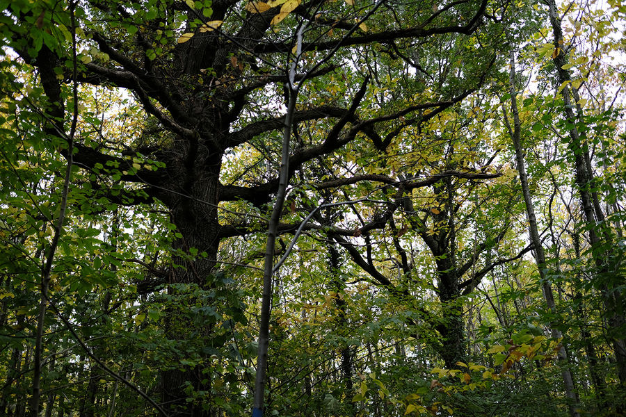 Chaff Wood, Petham, Canterbury, Kent | South East England | Forests.co.uk