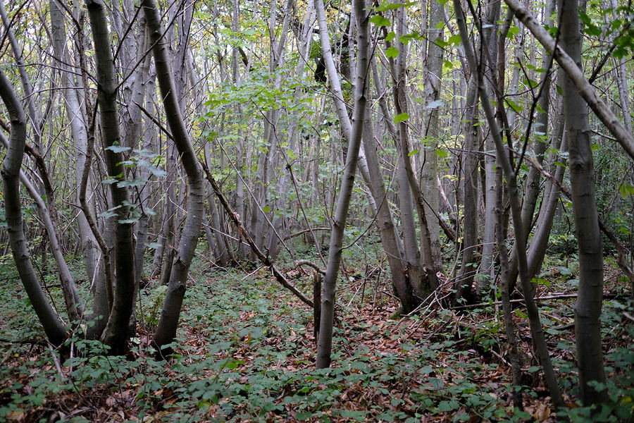 Chaff Wood, Petham, Canterbury, Kent | South East England | Forests.co.uk