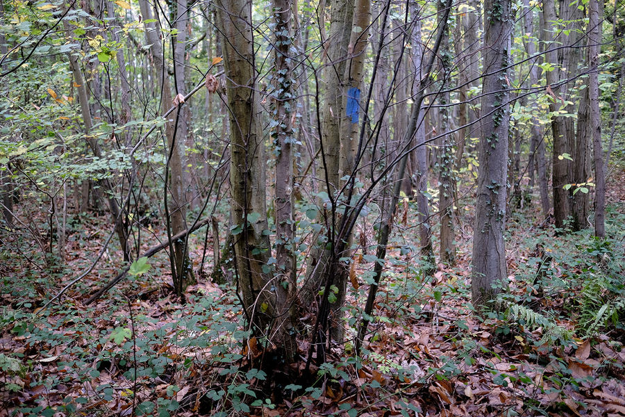 Chaff Wood, Petham, Canterbury, Kent | South East England | Forests.co.uk