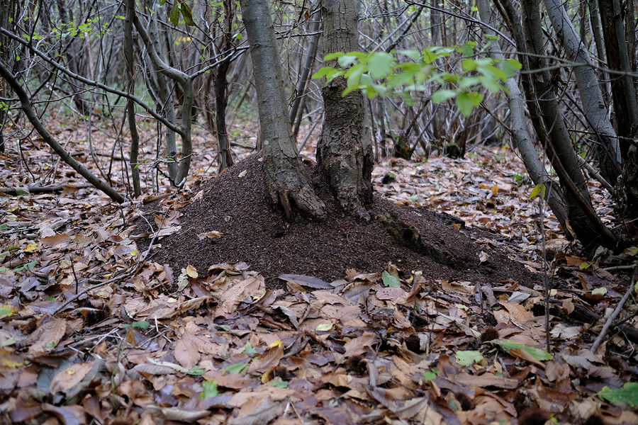 Chaff Wood, Petham, Canterbury, Kent | South East England | Forests.co.uk