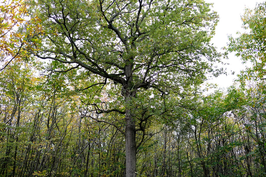 Chaff Wood, Petham, Canterbury, Kent | South East England | Forests.co.uk