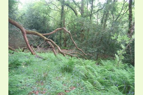 Bloomey Down Wood, Offwell, Honiton, Devon | South West England ...