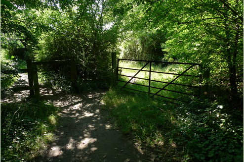Mount Wood, Woodmansterne, Surrey | South East England | Forests.co.uk