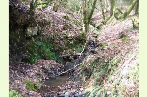 Chittle Wood, Chittlehamholt, near Barnstaple, Devon | South West ...